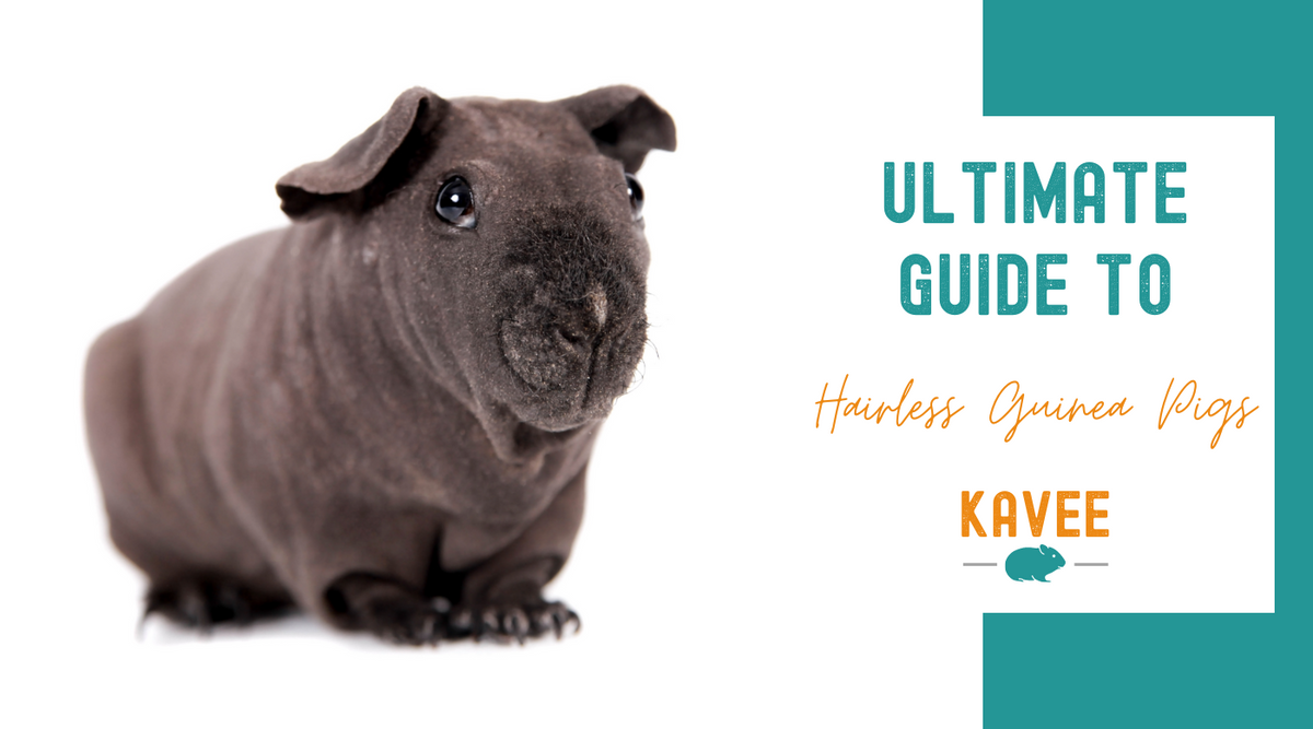 The Ultimate Guide to Hairless and Skinny Guinea Pigs
