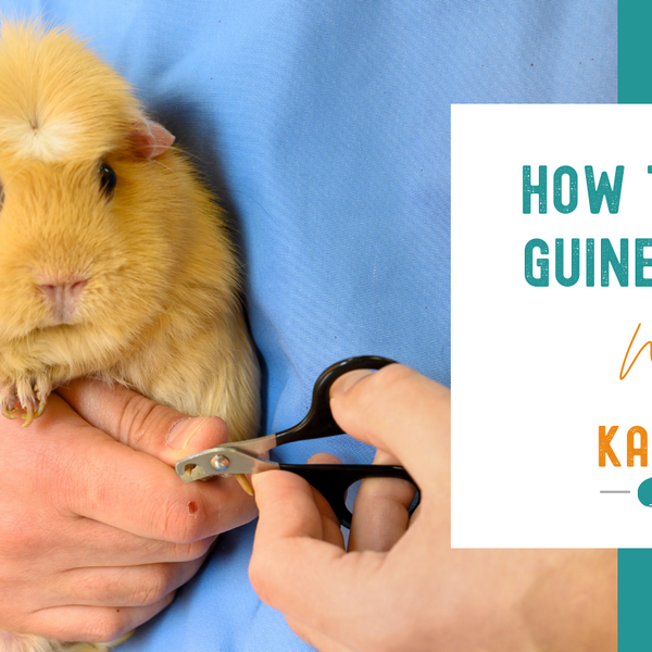 Guinea pig nail clippers store