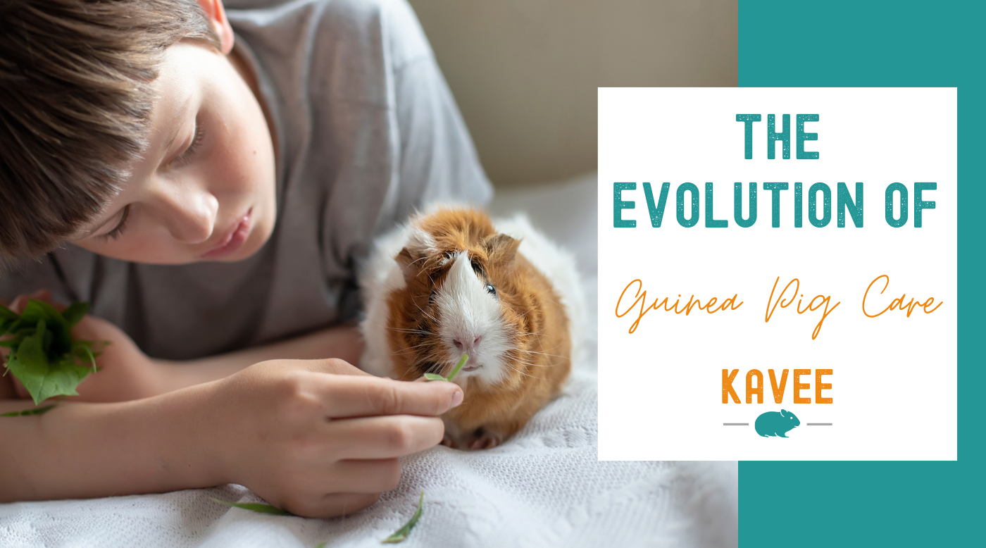 The Evolution of Guinea Pig Care