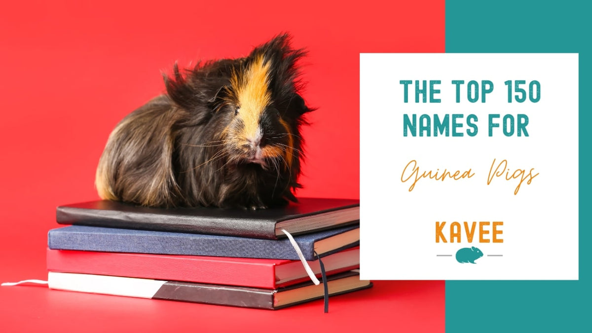 The Top 150 Names for Guinea pigs (male and female) | Kavee