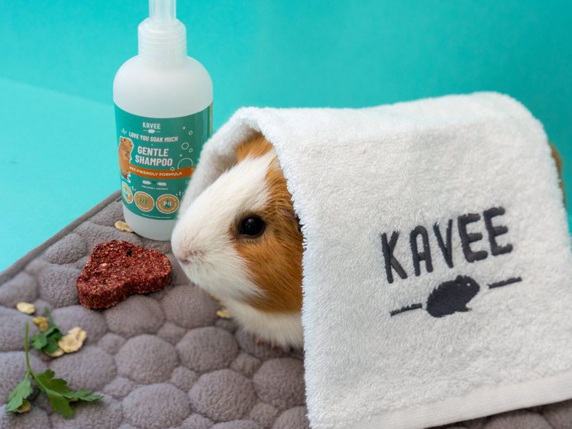 The UK’s Leader for Guinea Pig Products | Kavee UK