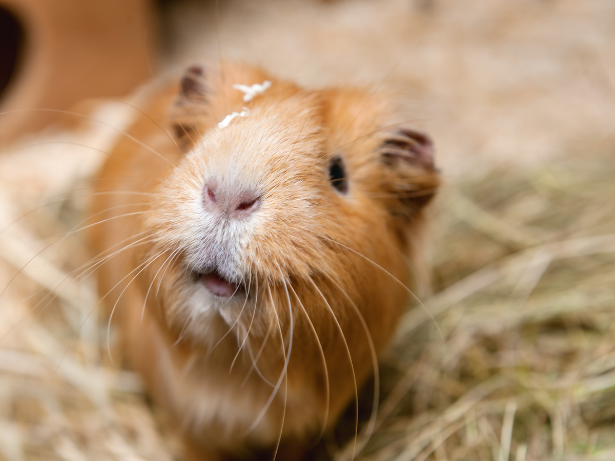 Fleece Liners for C&C Cages For Guinea Pigs | Kavee UK