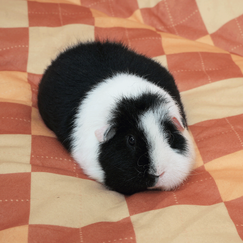 UK’s No. 1 C and C Guinea Pig Cages | Kavee C&C Cages